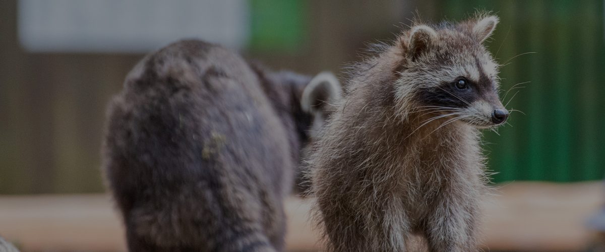 Rat Exterminator Near Me - Trapper John Rodent