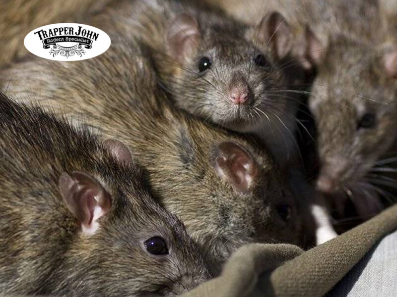 Rat Exterminator Near Me - Trapper John Rodent